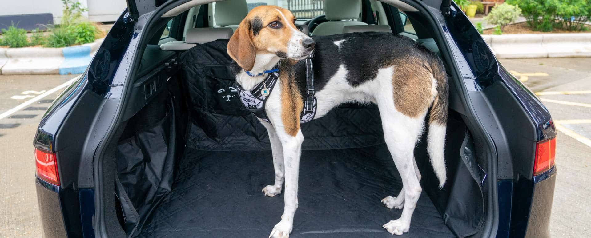 How to Get Your Dog Used to Your Car